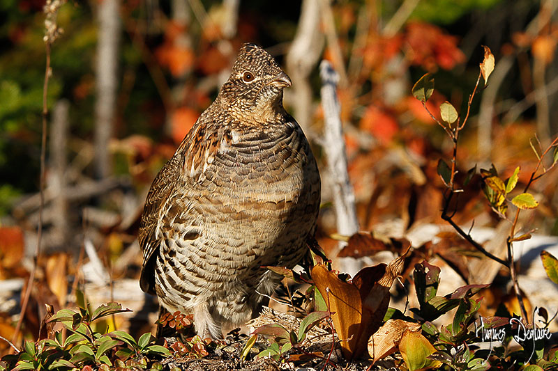 Ruffed Grouse Shooting – Tips From A Professional Hunter